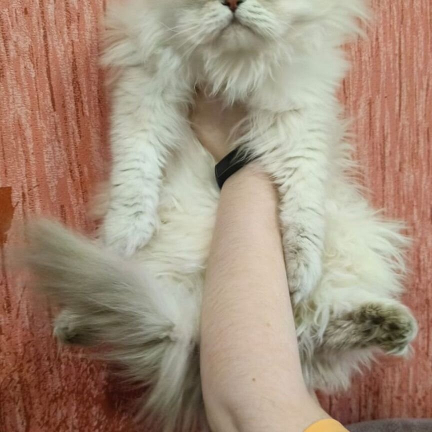 Шикарные коты для вязки, есть котята