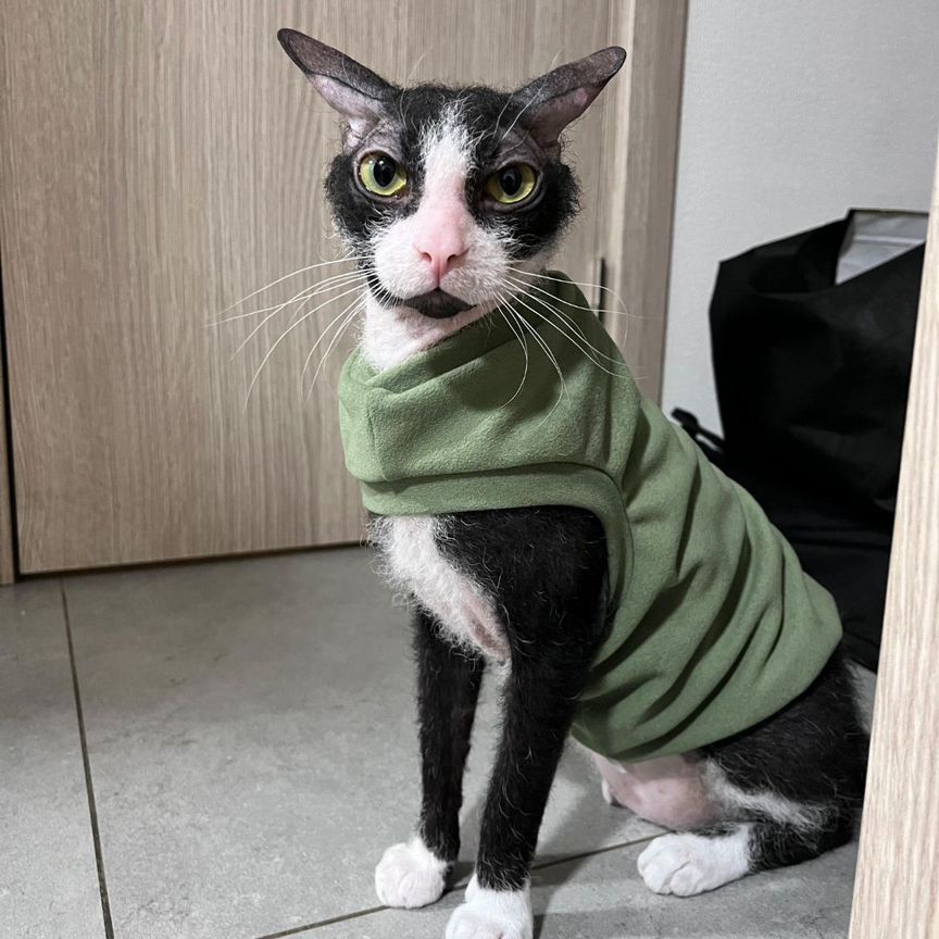 Ищем кошечку для вязки