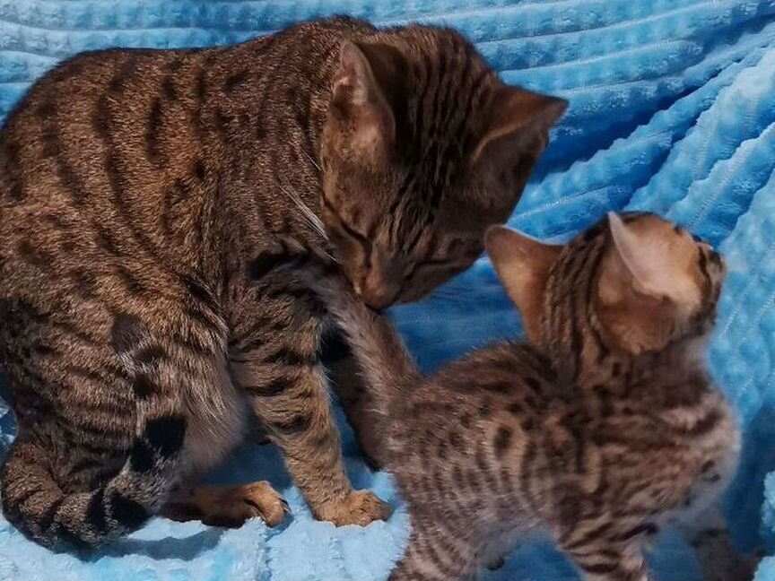 Малыши Саваннята Ф5