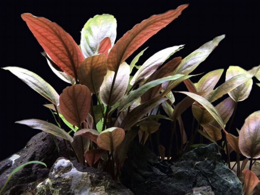 Лагенандра Меебольда красная (Lagenandra meeboldi