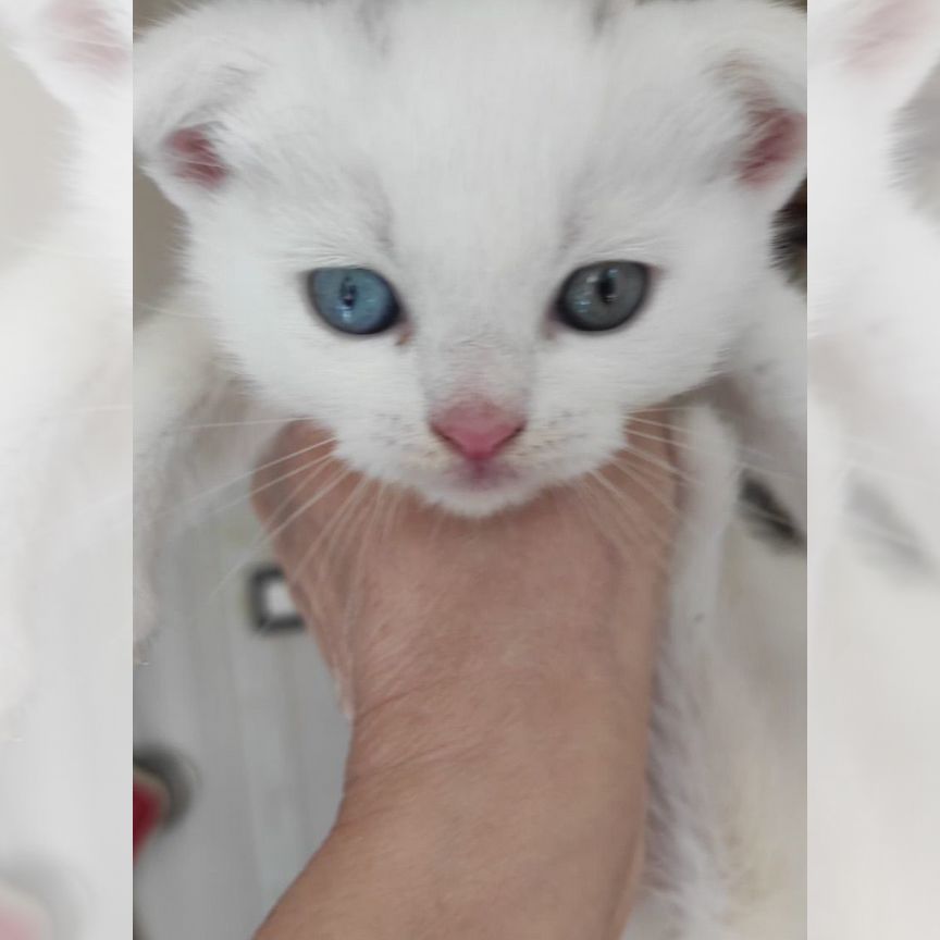 Вислоухие котята