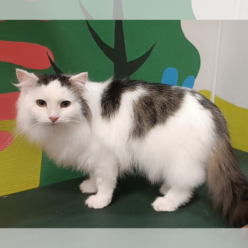 Взрослый кот в добрые руки