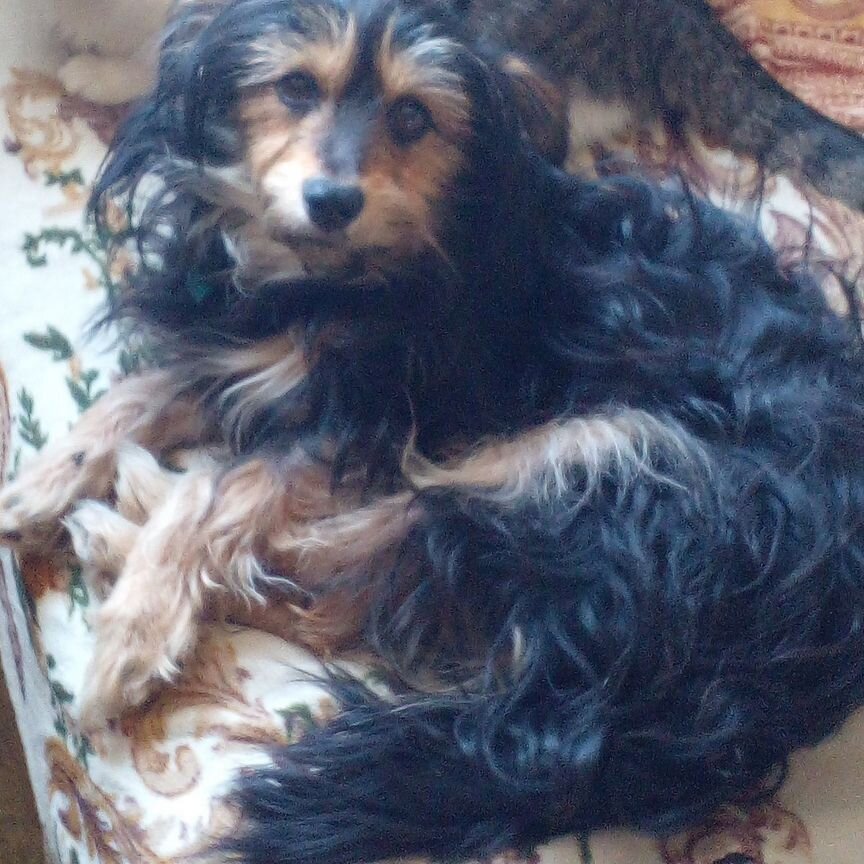 Тоша в добрые руки