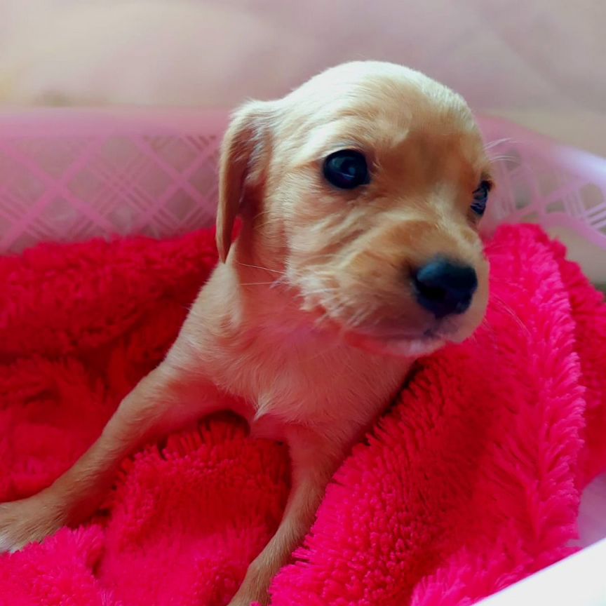 Марта девочка 2 мес вырастет маленькой