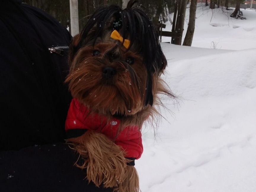 Йоркширский терьер