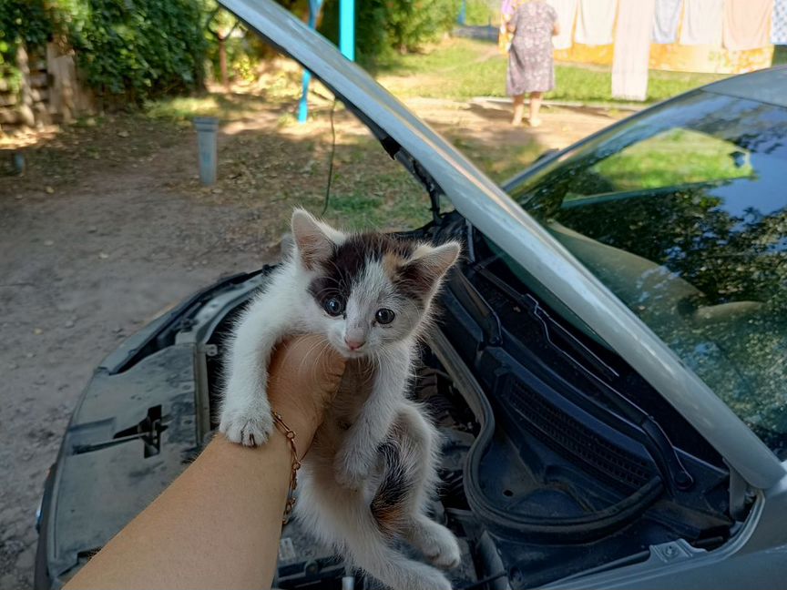 В добрые руки