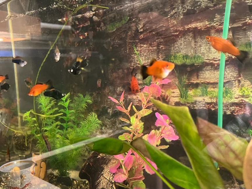 Аквариумные рыбки