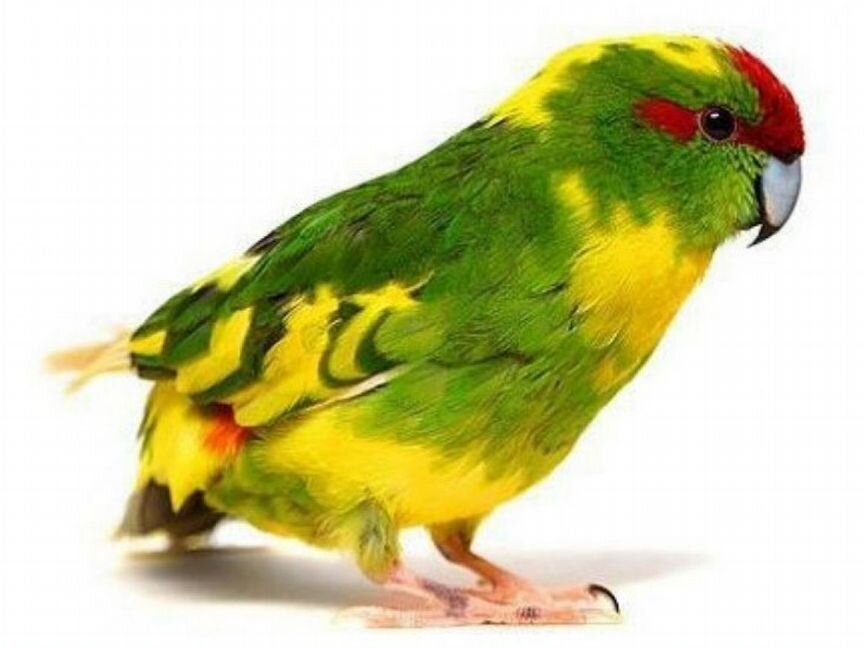 Какарик. Самец. 4 месяца