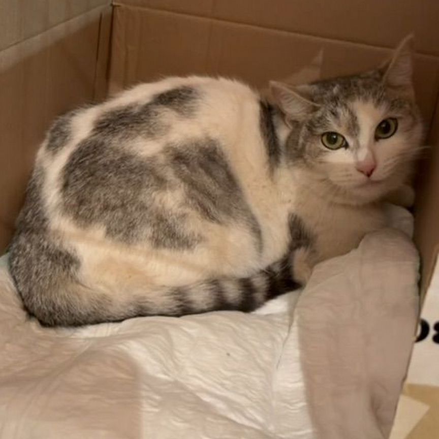 Взрослая, Девочка кошка в добрые руки