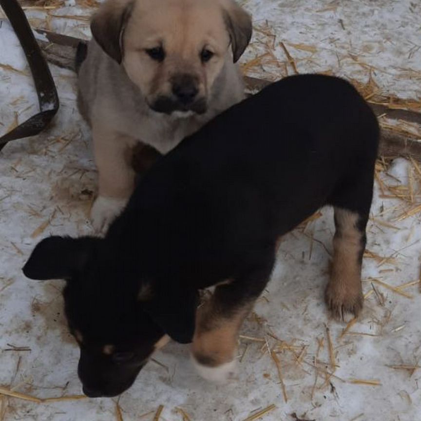 Щенок в добрые руки