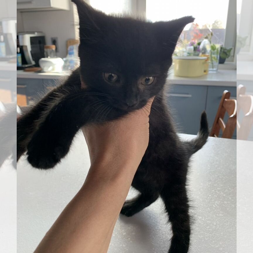 Котёнок в добрые руки
