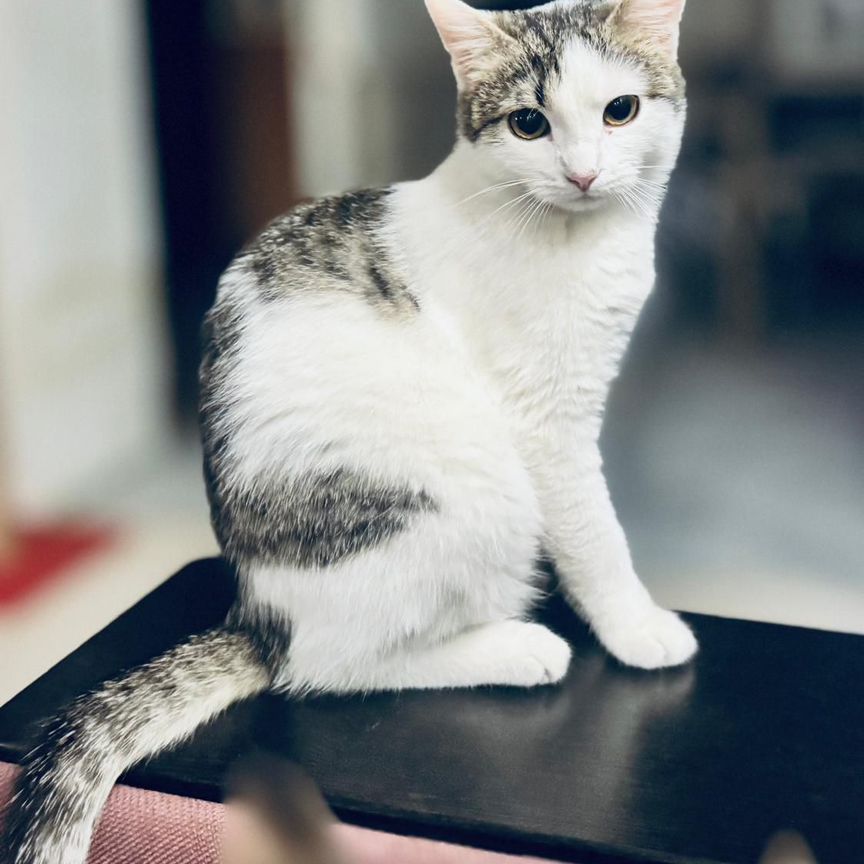 Отдам в добрые руки