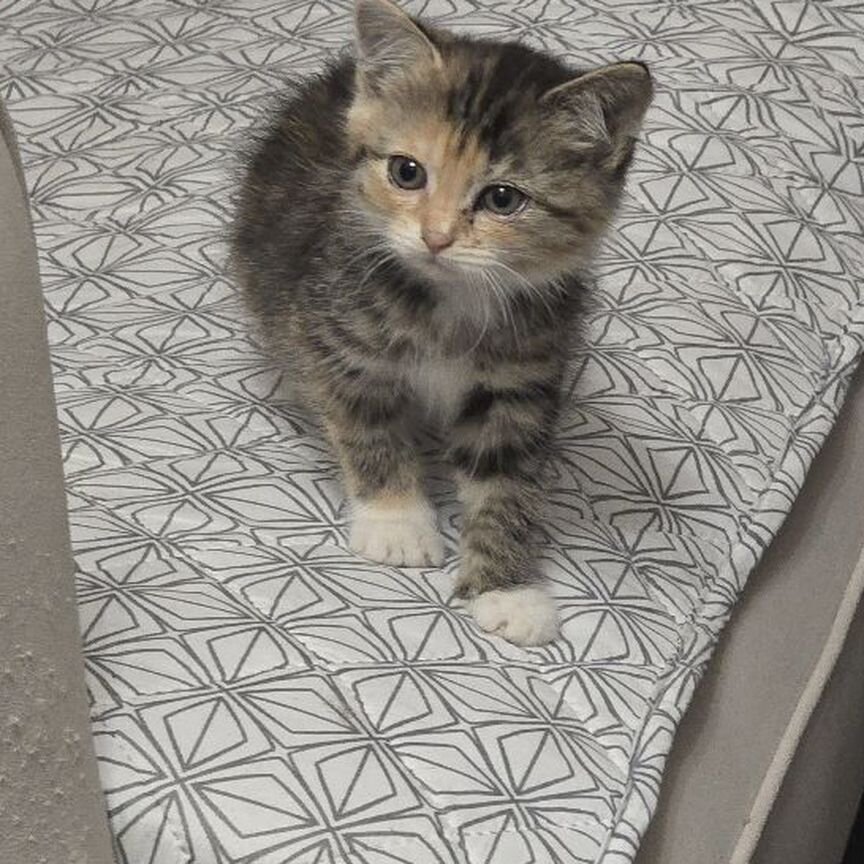 Котята бесплатно трех цветные