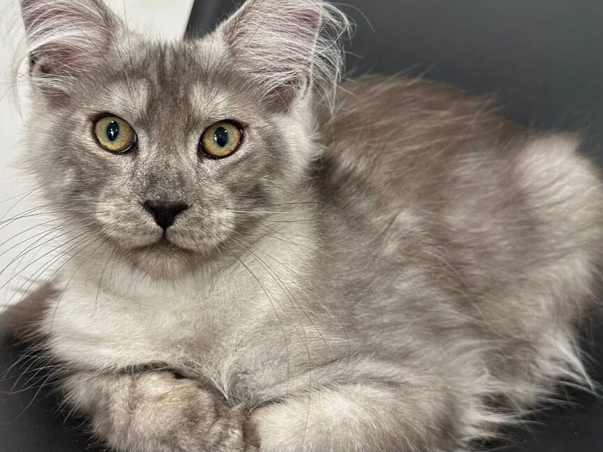 Котенок (кот) черный дым