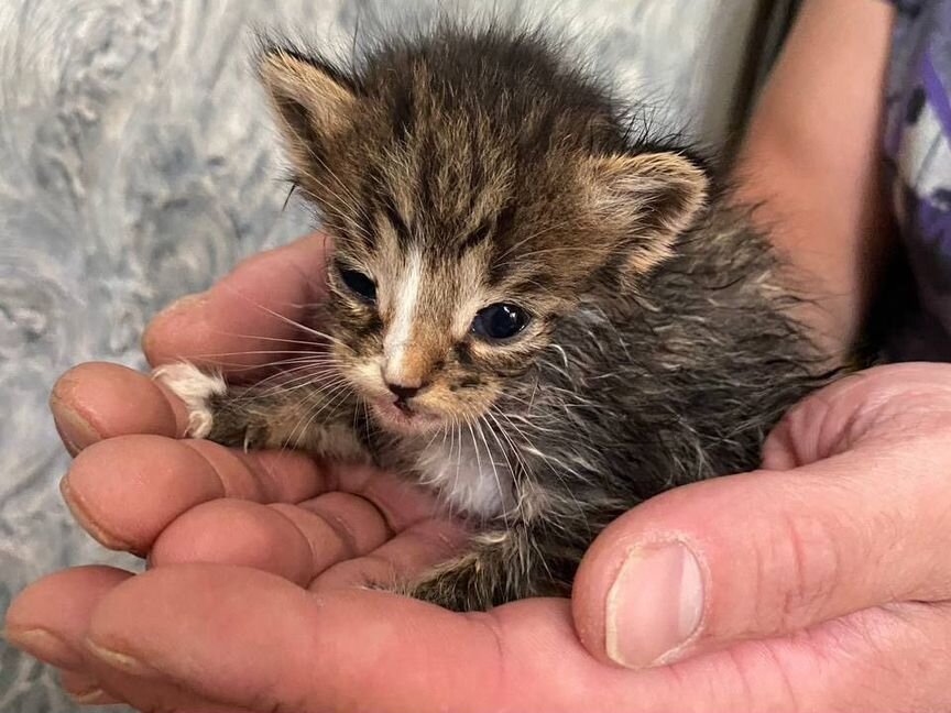 Отдам в добрые руки котейку