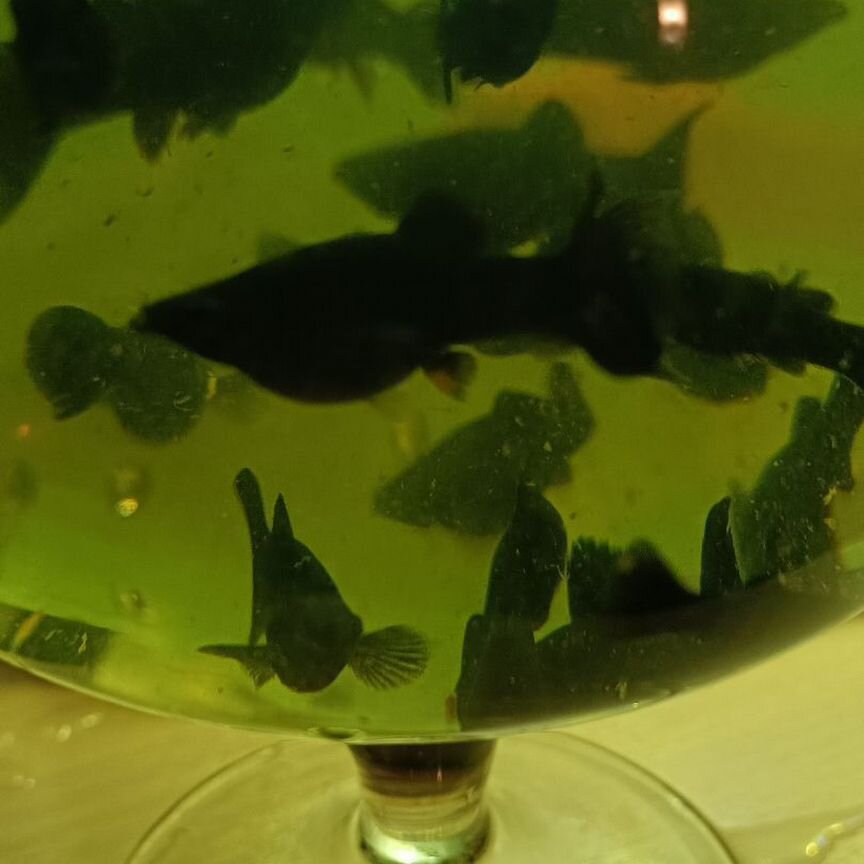 Моллинезия черная