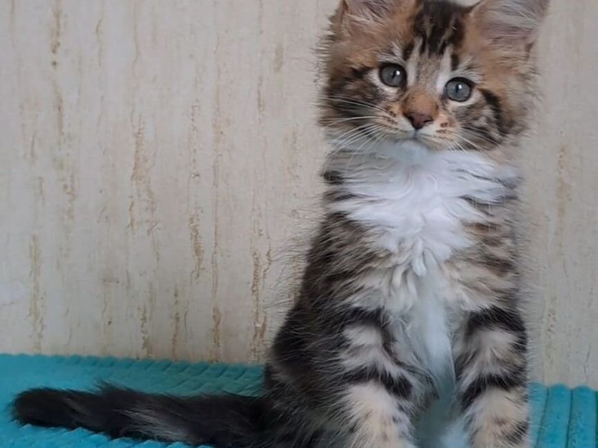 Мейн-кун Котенок