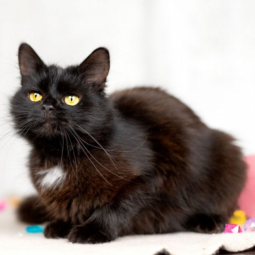 Взрослая кошка в добрые руки