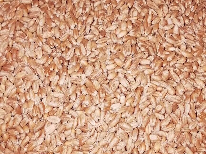 Зерно пшеница
