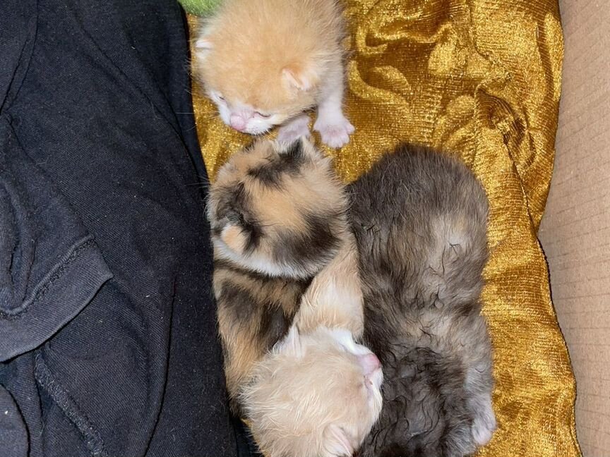 Котята в добрые руки бесплатно