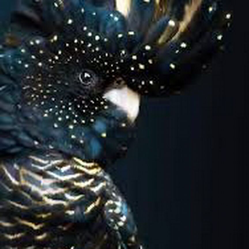 Траурный Какаду Бэнкса