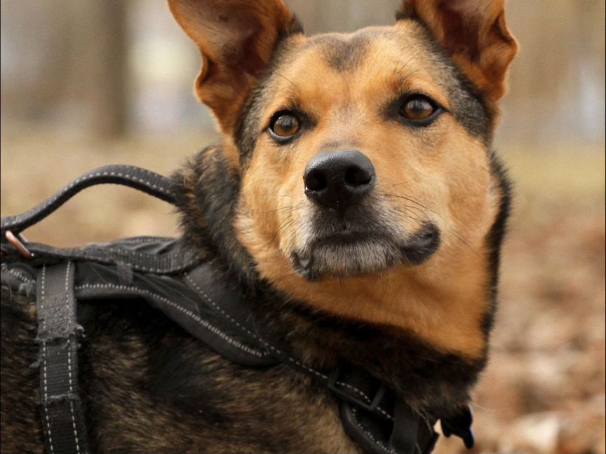 Милый пёсик ищет дом