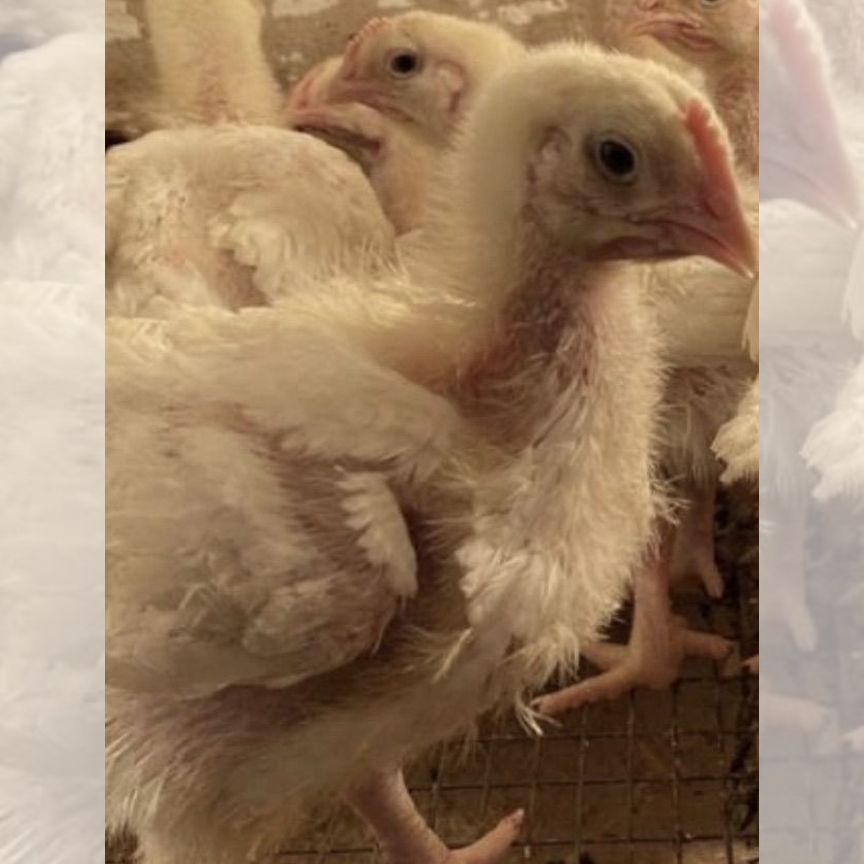 Бройлер подрощенный