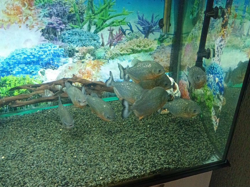 Украшение для аквариума