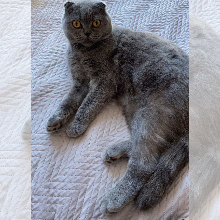 Шотландский вислоухий короткошёрстный кот, взрослый