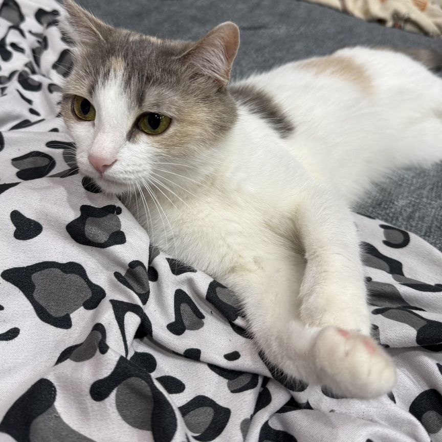 Взрослая, кошка в добрые руки