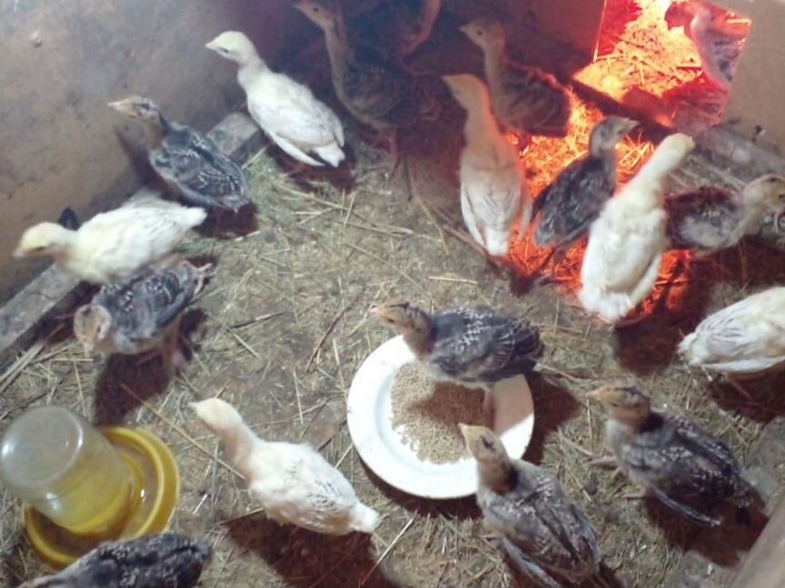 Домашние индюшата