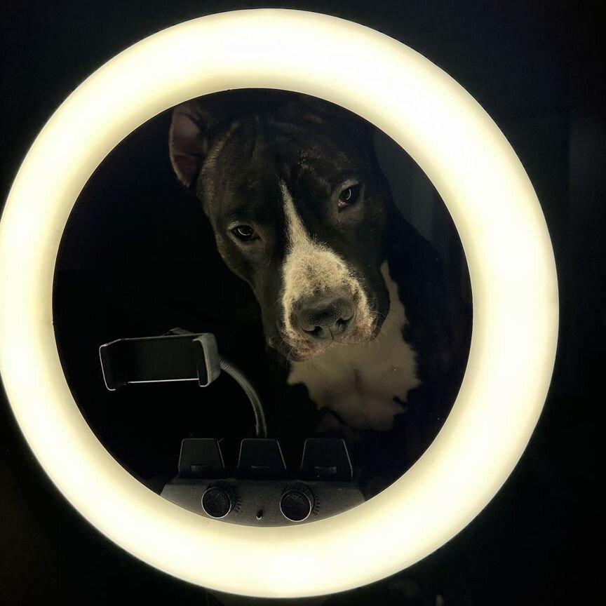 Американский стаффордширский терьер, взрослый пёс