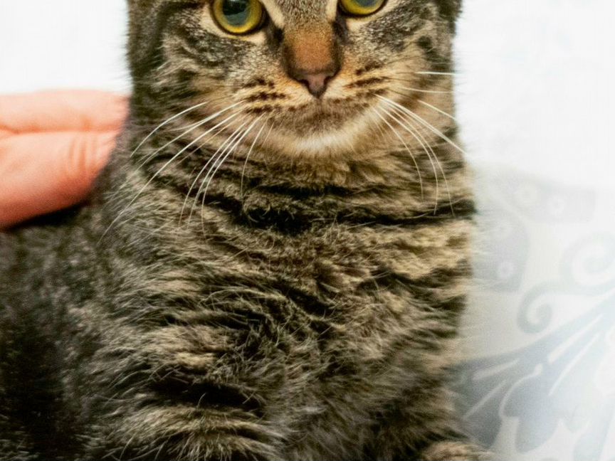 Славная Василиса ждёт. котенок 6 месяцев