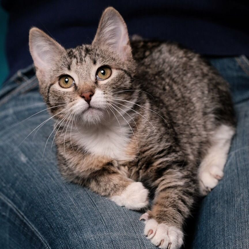 Вареничка ищет свой домик