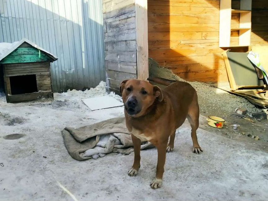 Охранник ищет дом