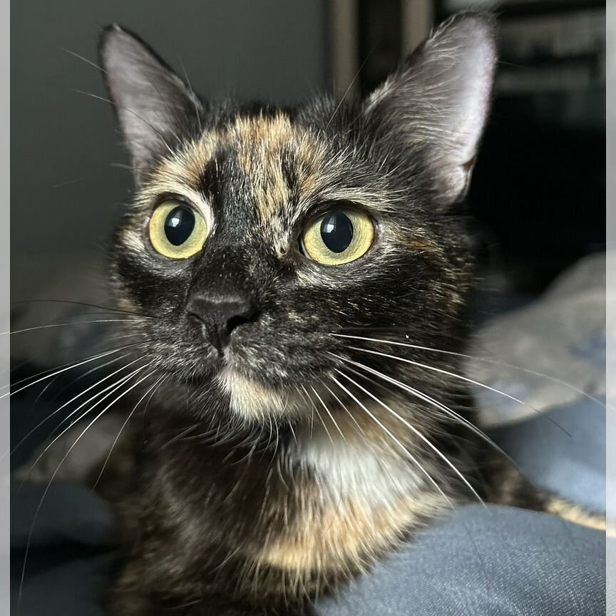 Трехцветная кошка в добрые руки