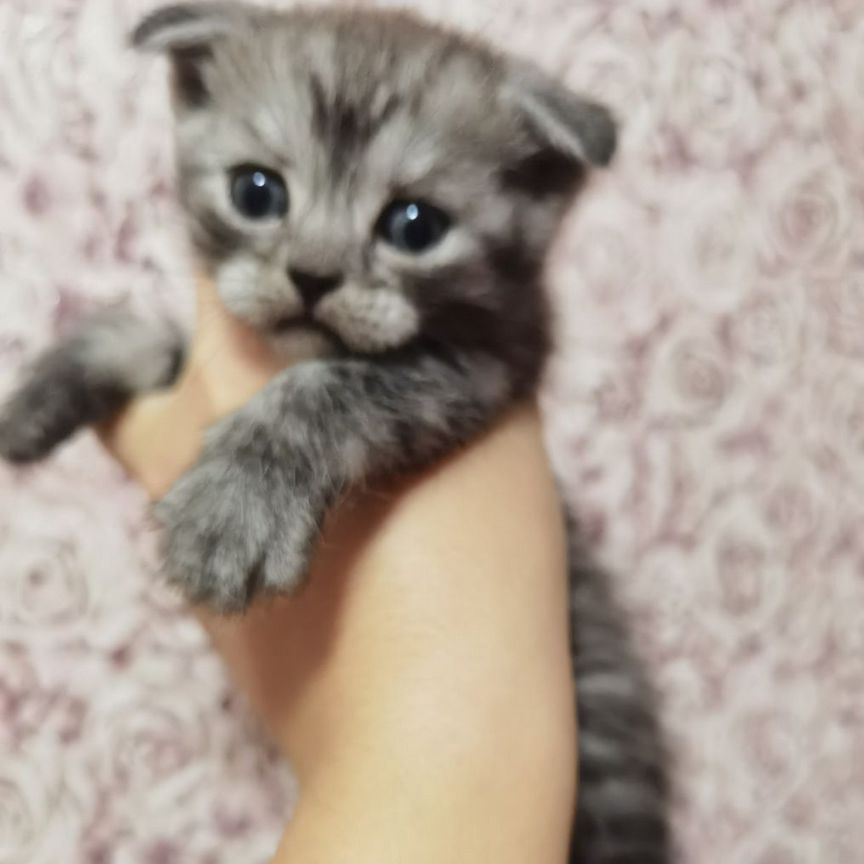 Шотландская вислоухая