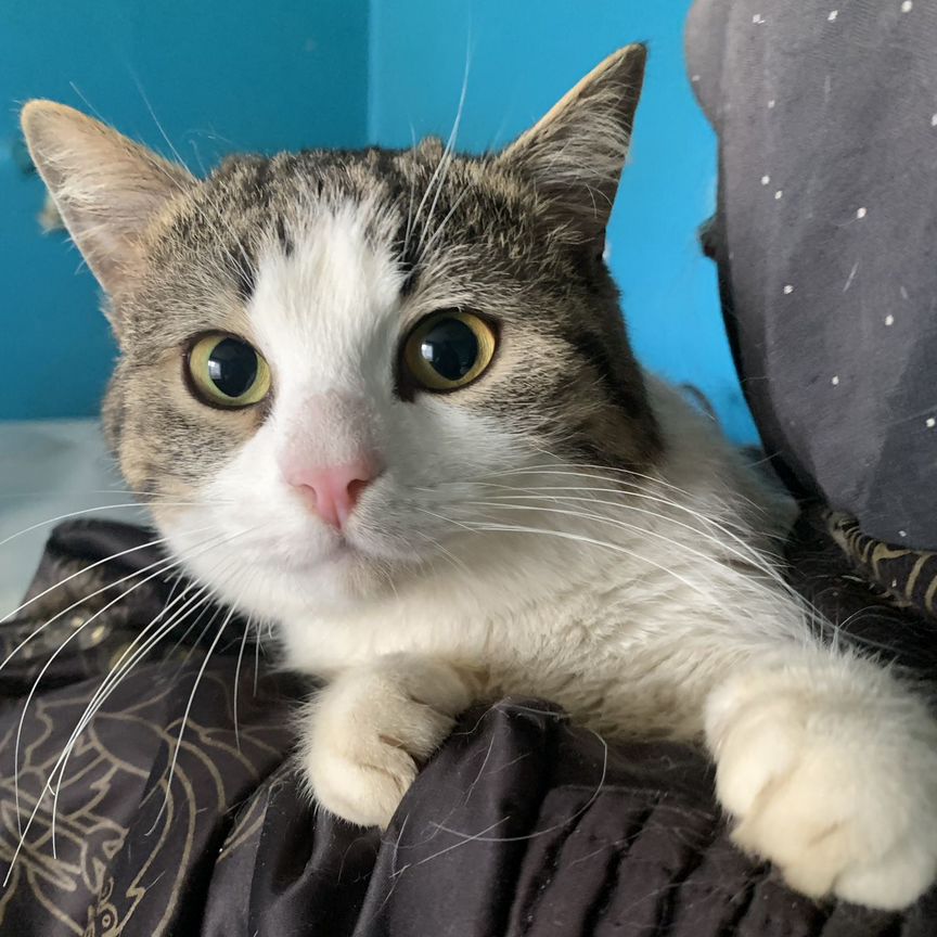 Взрослый кот в добрые руки