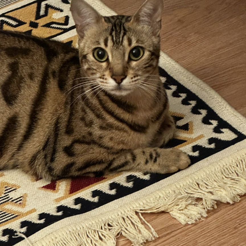 Кошка саванна с паспортом