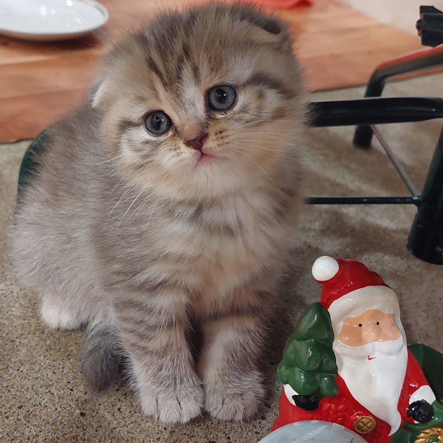 Шотландские вислоухие котята