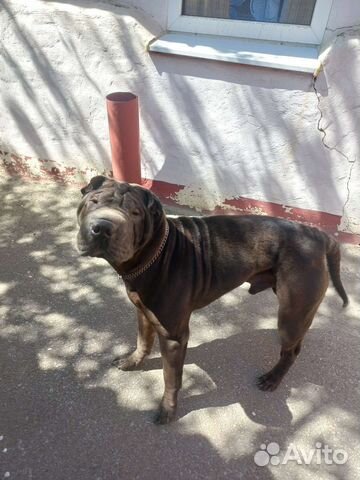 Найдена собака шарпей