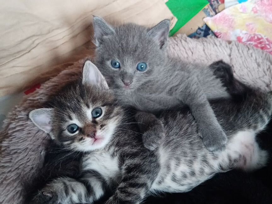 Отдадим котят в добрые руки