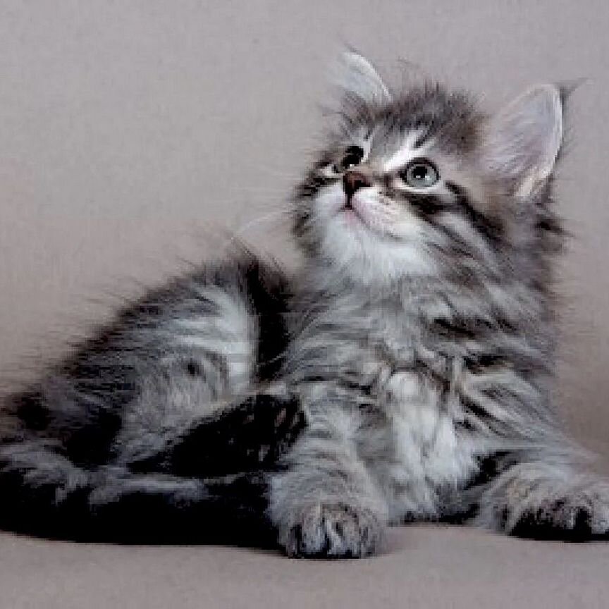 Котята мейн-кун