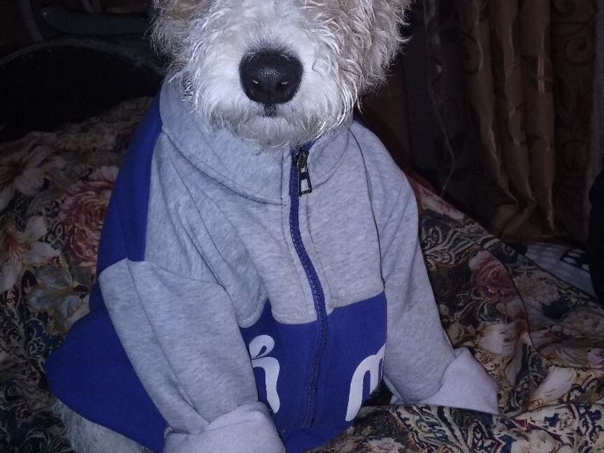 Фокс терьер