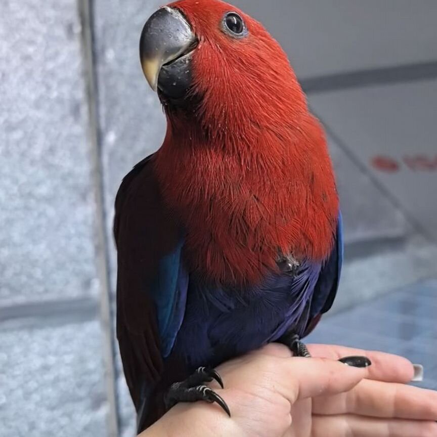 Попугай эклектус самочка выкормыш птенец ручной