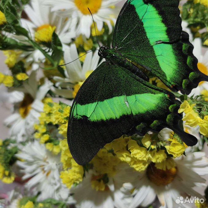 Ферма тропических бабочек