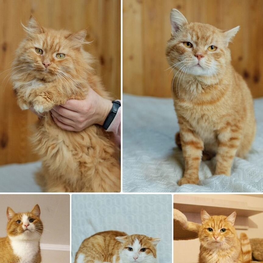 Рыжие коты в добрые ручки