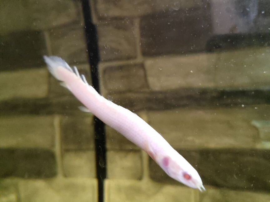 Полиптерус сенегальский альбинос