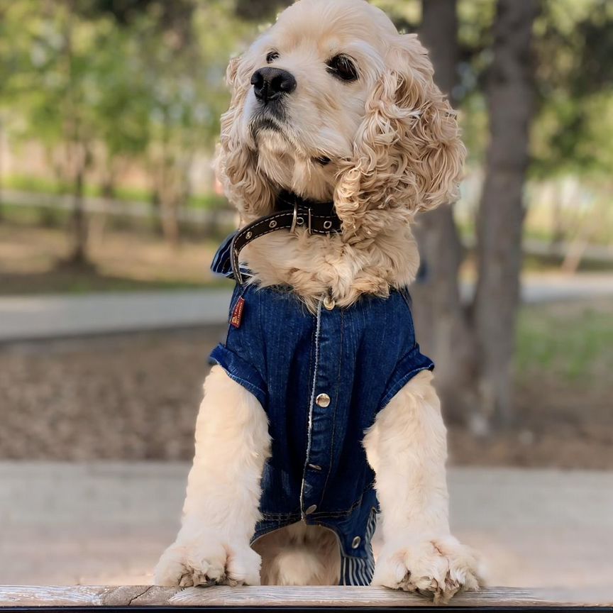 Модель для одежды животных