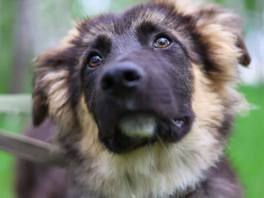 Щенку очень нужен дом